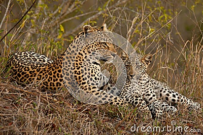 Leopard With Sitting Cub Stock Image - Image: 17676521