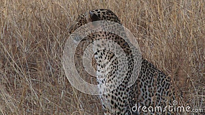 Leopard in a Sitting Position. Stock Footage - Video of panthera, road ...