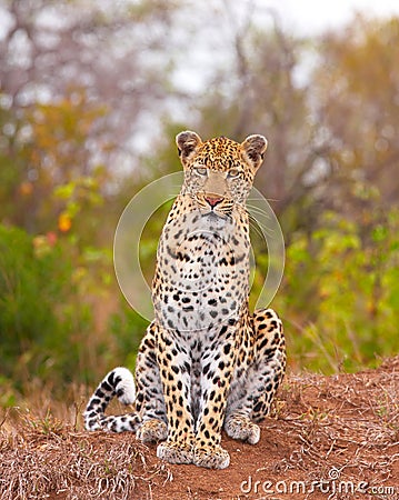 Leopard Sitting In Savannah Stock Photography - Image: 11809372