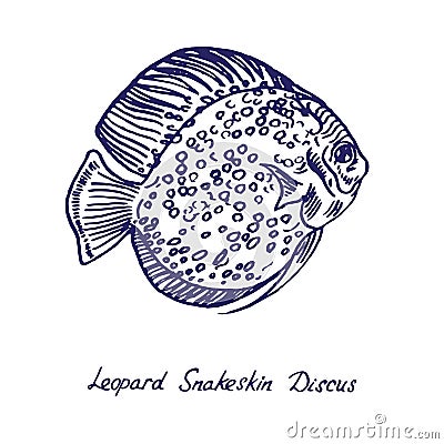 Leopard Snakeskin Discus Symphysodon, Hand Drawn Doodle, Sketch Vector ...