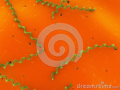 Leptospira Royalty Free Stock Images - Image: 2231919