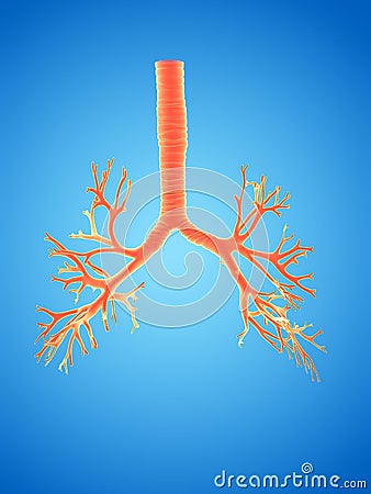 Les Bronches Humaines Illustration Stock - Image: 74204299
