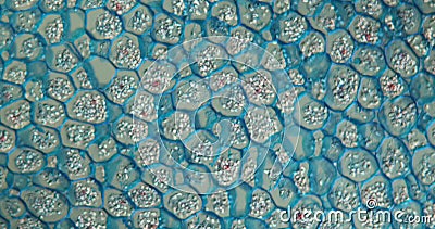 Lesser Celandine Root in Cross Section Stock Video - Video of flower ...