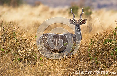 A Lesser Kudu Stock Photo - Image: 16608710