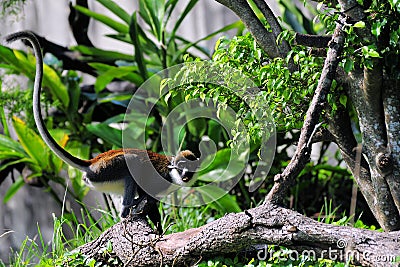Lesser Spot-Nosed Monkey stock photo. Image of guenon - 40276136