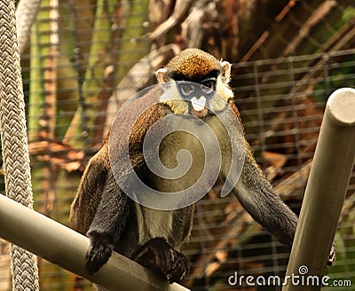 Lesser Spot-Nosed Monkey stock photo. Image of guenon - 40276136