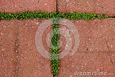 Letter T Formed By Moss Growing Between Bricks Royalty-Free Stock Photo ...