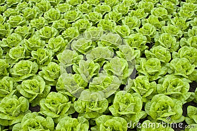 Lettuce Royalty Free Stock Photography - Image: 1810797