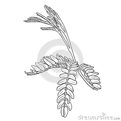 Leucaena Leucocephala Draw Cartoon Vector | CartoonDealer.com #245871563