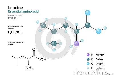 Leucine. Leu C6H13NO2. Essential Amino Acid. Structural Chemical ...