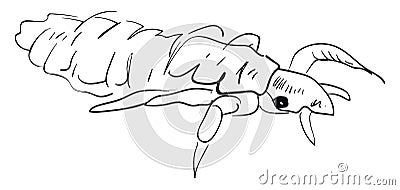 Lice Drawing, Illustration, Vector | CartoonDealer.com #160187007