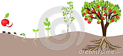 Life Cycle Of Apple Tree Cartoon Vector | CartoonDealer.com #64728723