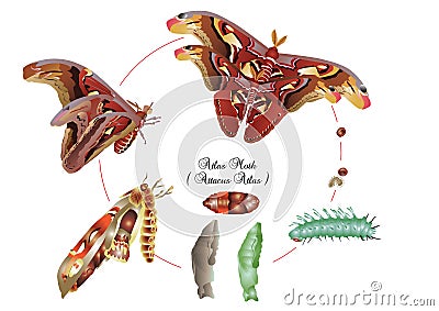 Life Cycle Of Atlas Moth Stock Illustration - Image: 72365001