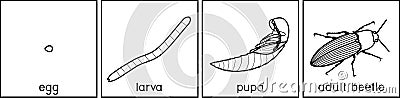 Life Cycle Of Click Beetle Wireworm. Cartoon Vector | CartoonDealer.com ...