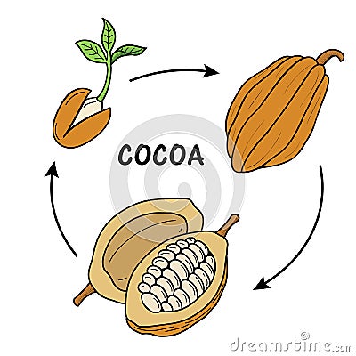 The Life Cycle Of Cocoa. Stock Vector - Image: 71963297