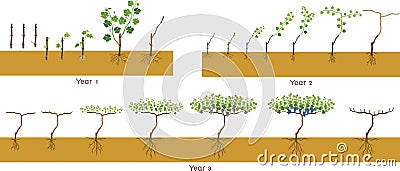 Life Cycle Of Grapevine Isolated On White Background. Three Year ...