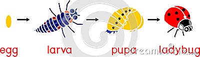 Life Cycle Of Ladybug. Stages Of Development Of Ladybug From Egg To ...