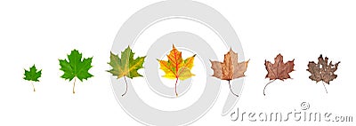 Life Cycle Of Leaf Stock Photo | CartoonDealer.com #20627808