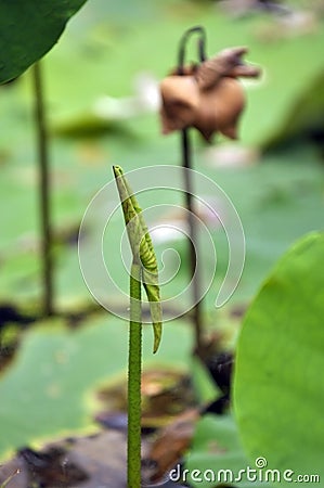 The Life Cycle Of A Lotus Royalty-Free Stock Photo | CartoonDealer.com ...