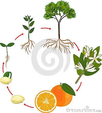 Orange Life Cycle Stock Illustrations – 589 Orange Life Cycle Stock ...