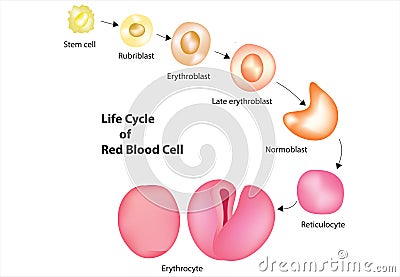 Life Cycle Of Red Blood Cell Vector Illustration | CartoonDealer.com ...