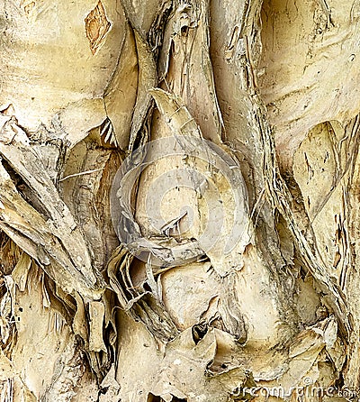 Light-colored Paperbark Tree, Natural Texture Stock Photo ...