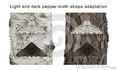 Light And Dark Pepper Moth Shape Adaptation Stock Image | CartoonDealer ...