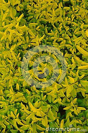 Light Green Leaves Forming A Pattern Royalty-Free Stock Photo ...