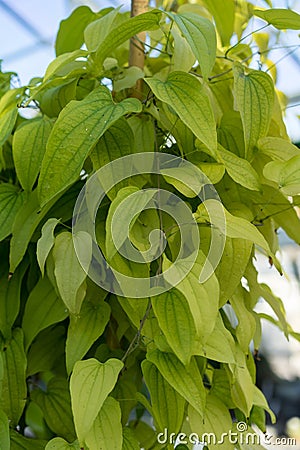 Light Green Plant Leaf Of Dioscorea Basiclavicaulis Background Pattern ...