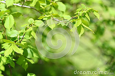 Light Green Tree Branch In Garden At Sunny Day Stock Photography ...