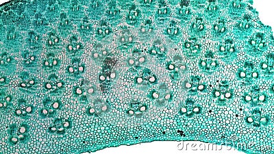 Bamboo stem micrograph stock footage. Video of photomicrograph - 197730294