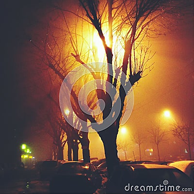 Light rays and tree - Stock Image - Everypixel