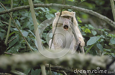 Light Samango Monkey, Mouth Open, South Africa Stock Photos - Image ...