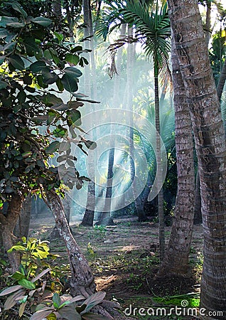 Light Through Trees Royalty Free Stock Photography - Image: 73987