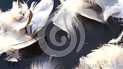 Lightness of feather stock footage. Video of feather - 72199758