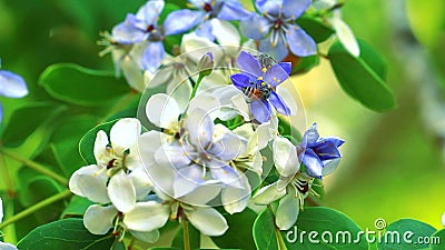 Lignum Vitae Blue White Flowers Blooming in Blur Garden and Bees are ...
