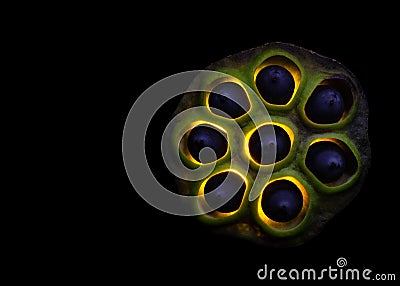 Lilly Pad Seed Pod Stock Photography | CartoonDealer.com #60008390
