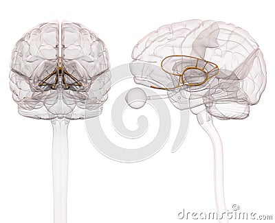 Limbic System Brain Anatomy - 3d Illustration | CartoonDealer.com #86009815
