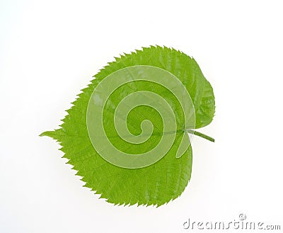 Lime Tree Leaf Royalty Free Stock Images - Image: 9187989