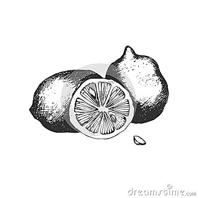 Limon. Hand-drawn On A White Background Stock Photo | CartoonDealer.com ...