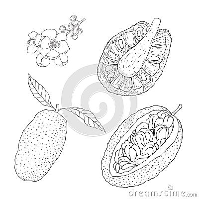 Line Art Jackfruit Set. Vector Illustration Royalty-Free Stock Photo ...