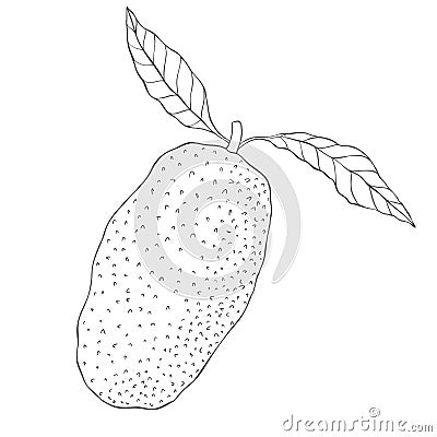 Line Art Jackfruit. Vector Illustration Stock Photo | CartoonDealer.com ...