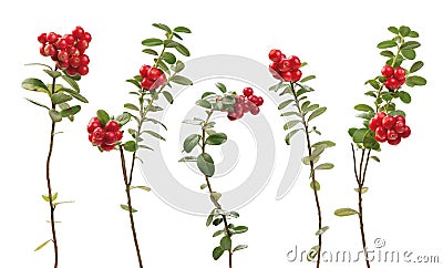 Lingonris Arkivfoton - Bild: 21013873