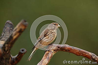 A Linnet Bird. Stock Image - Image: 18189591