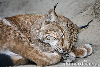 Linx Royalty Free Stock Photography - Image: 11166677