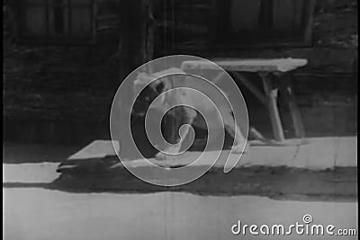 Lion Breaking Chain and Freeing Himself Stock Footage - Video of wild ...