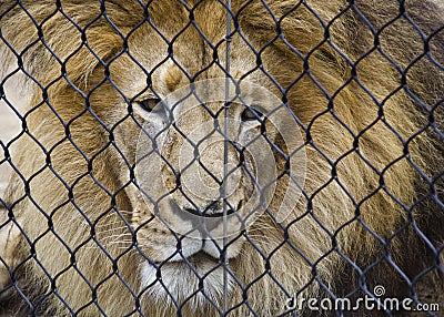 Lion Caged Royalty-Free Stock Photography | CartoonDealer.com #22382567
