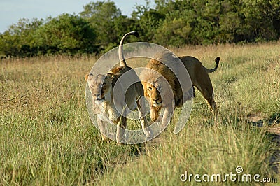 Lion Chasing Lioness Royalty Free Stock Photo - Image: 1662335