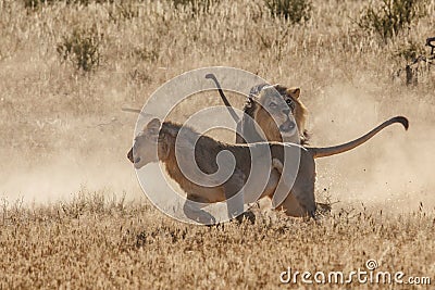 Lion Fight In Kgalagadi Royalty Free Stock Image - Image: 24742076