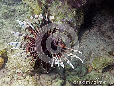 Lion Fish In Cuba Royalty Free Stock Photography - Image: 12583137